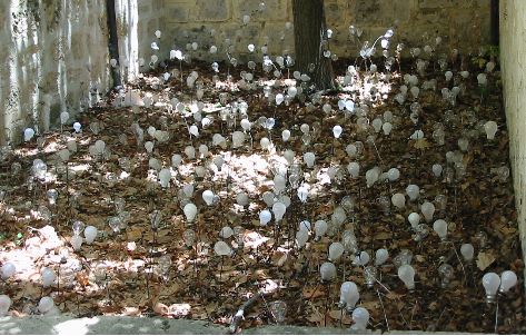 Darksuckers and the Theory of Dark